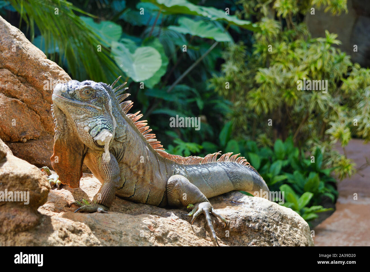 Beautiful iguana posing on the rock Stock Photo - Alamy
