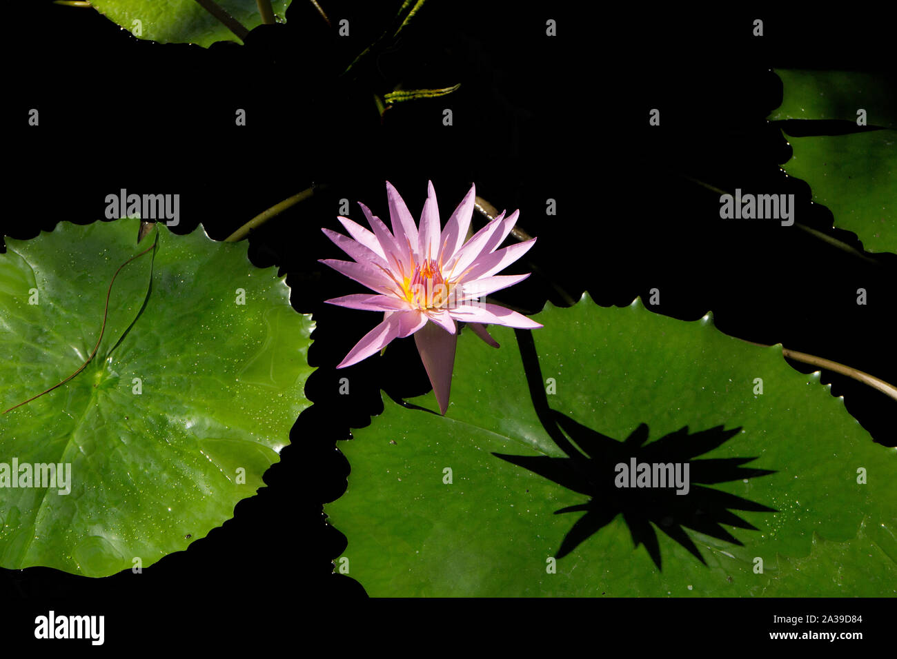 Water Lily and lily pads Stock Photo - Alamy