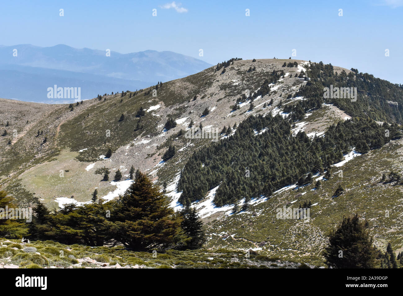 Atlas Cedar Forest in Mount Chelia in the Aures mountains in Algeria ...