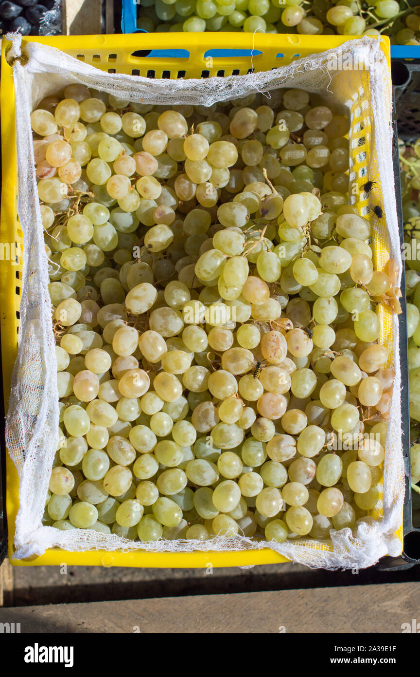 White Grape Varieties High Resolution Stock Photography and Images - Alamy