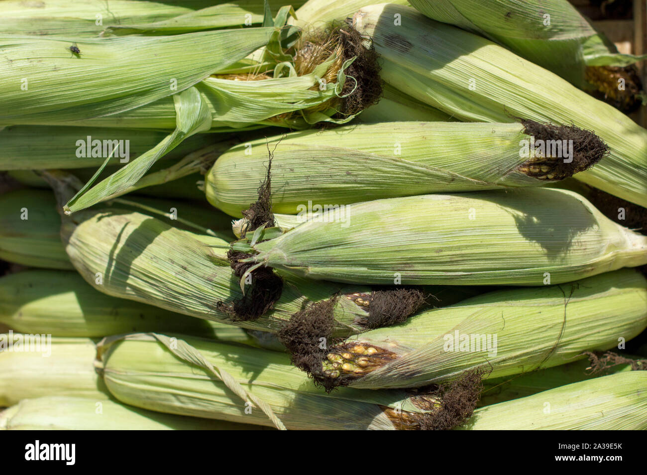 Big Corn Field High Resolution Stock Photography and Images - Alamy