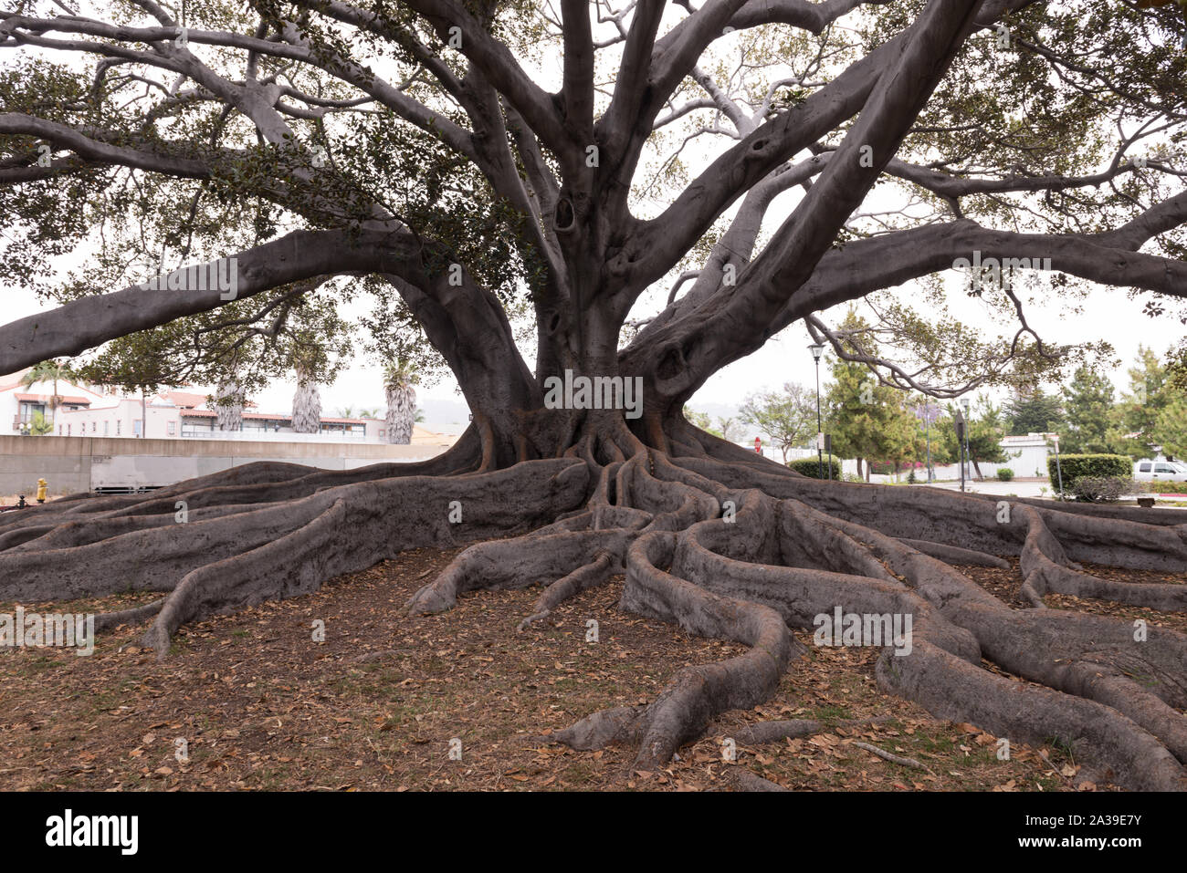 Santa Barbara's Moreton Bay Fig Tree located in Santa Barbara, California, is believed to be the ...
