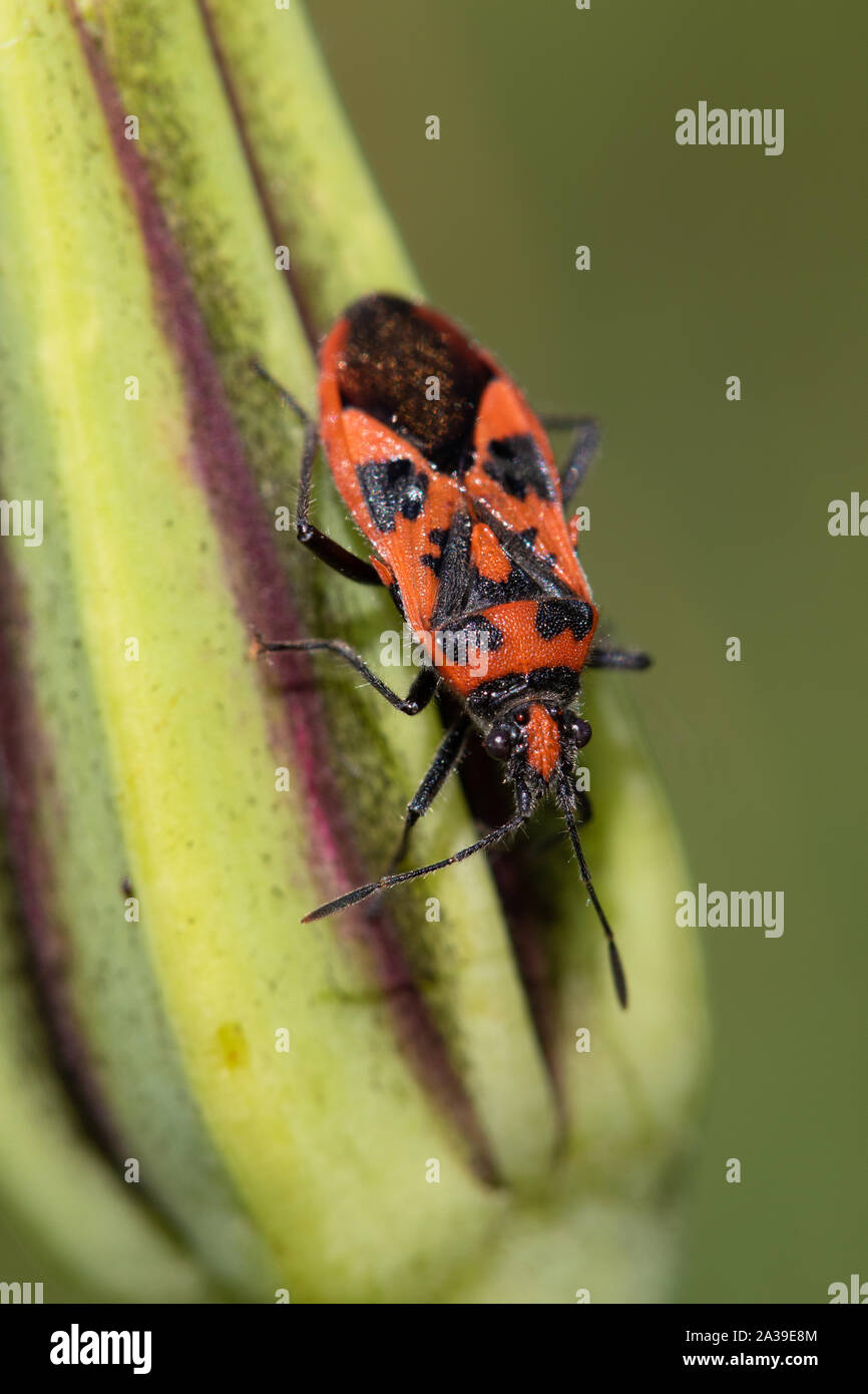 Cinnamon Bug (Corizus hyoscyami) on a closed Goatsbeard (Tragopogon ...