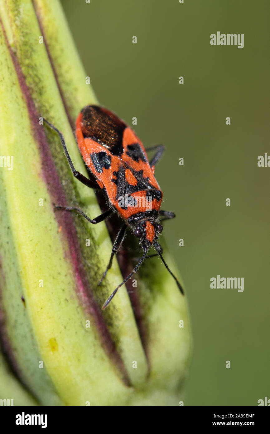 Cinnamon bug corizus hyoscyami hi-res stock photography and images - Alamy