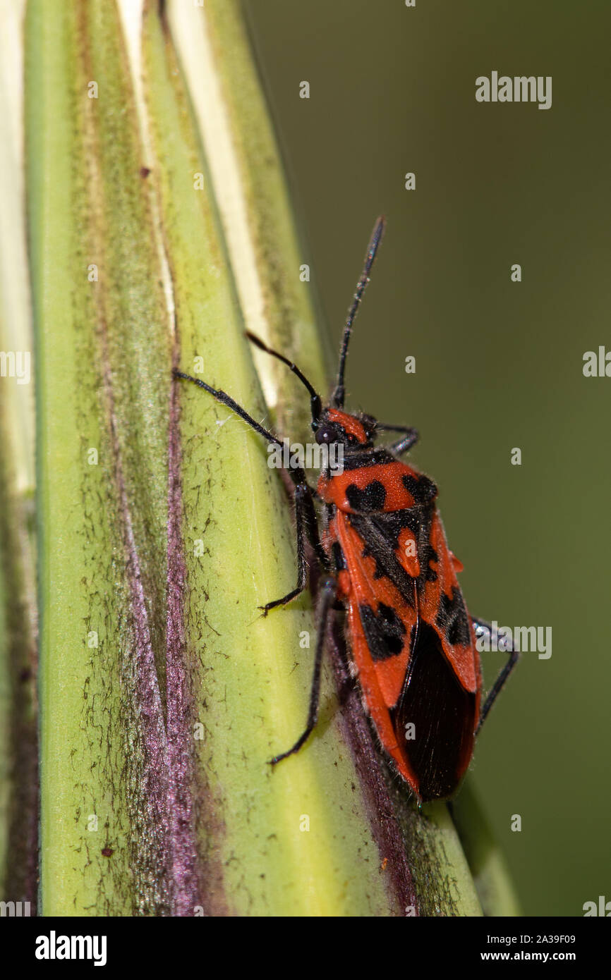Cinnamon Bug (Corizus hyoscyami) on a closed Goatsbeard (Tragopogon ...