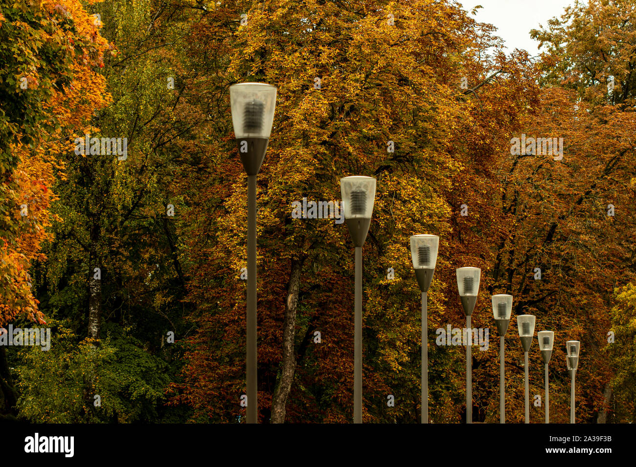 Streetlights forest hi-res stock photography and images - Alamy