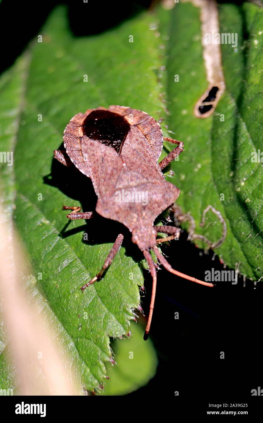 Stink bug england hi-res stock photography and images - Alamy