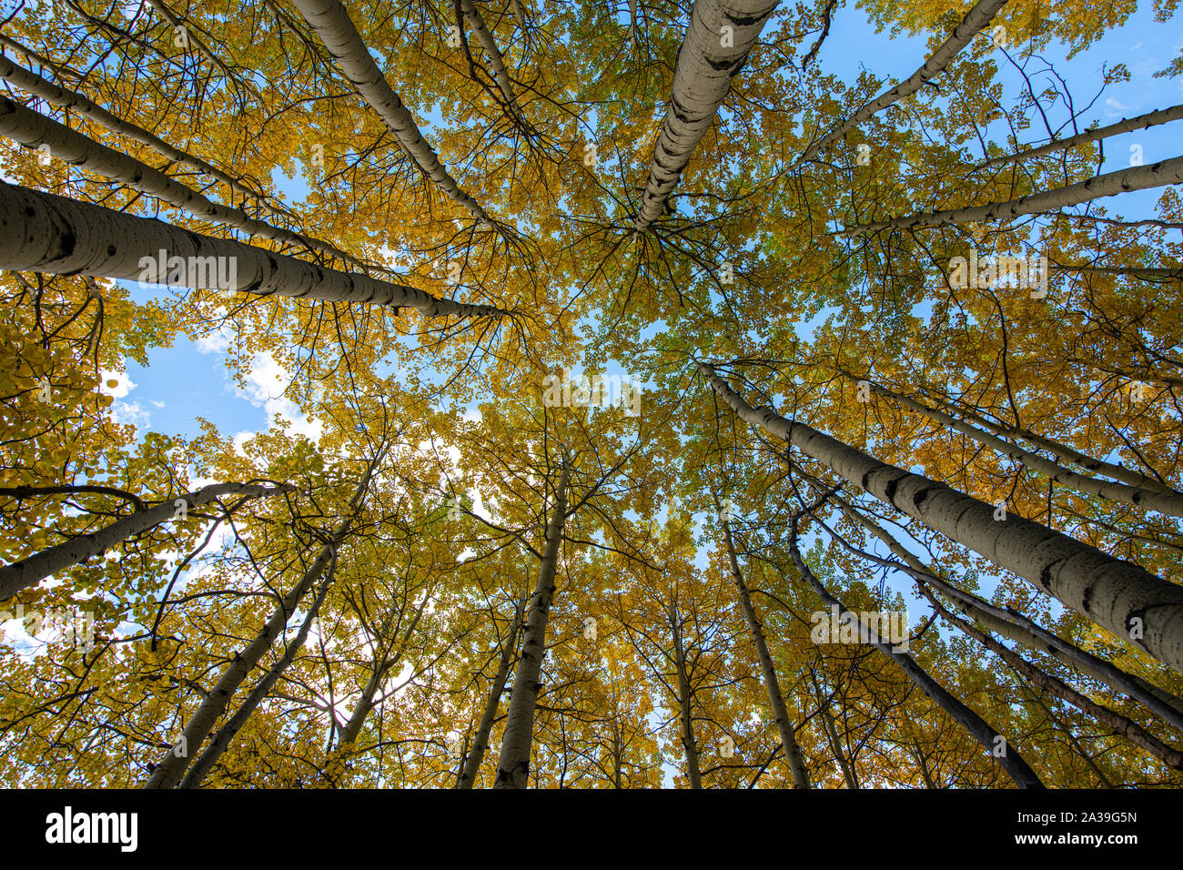 Autumn Aspen Scene Stock Photo - Alamy