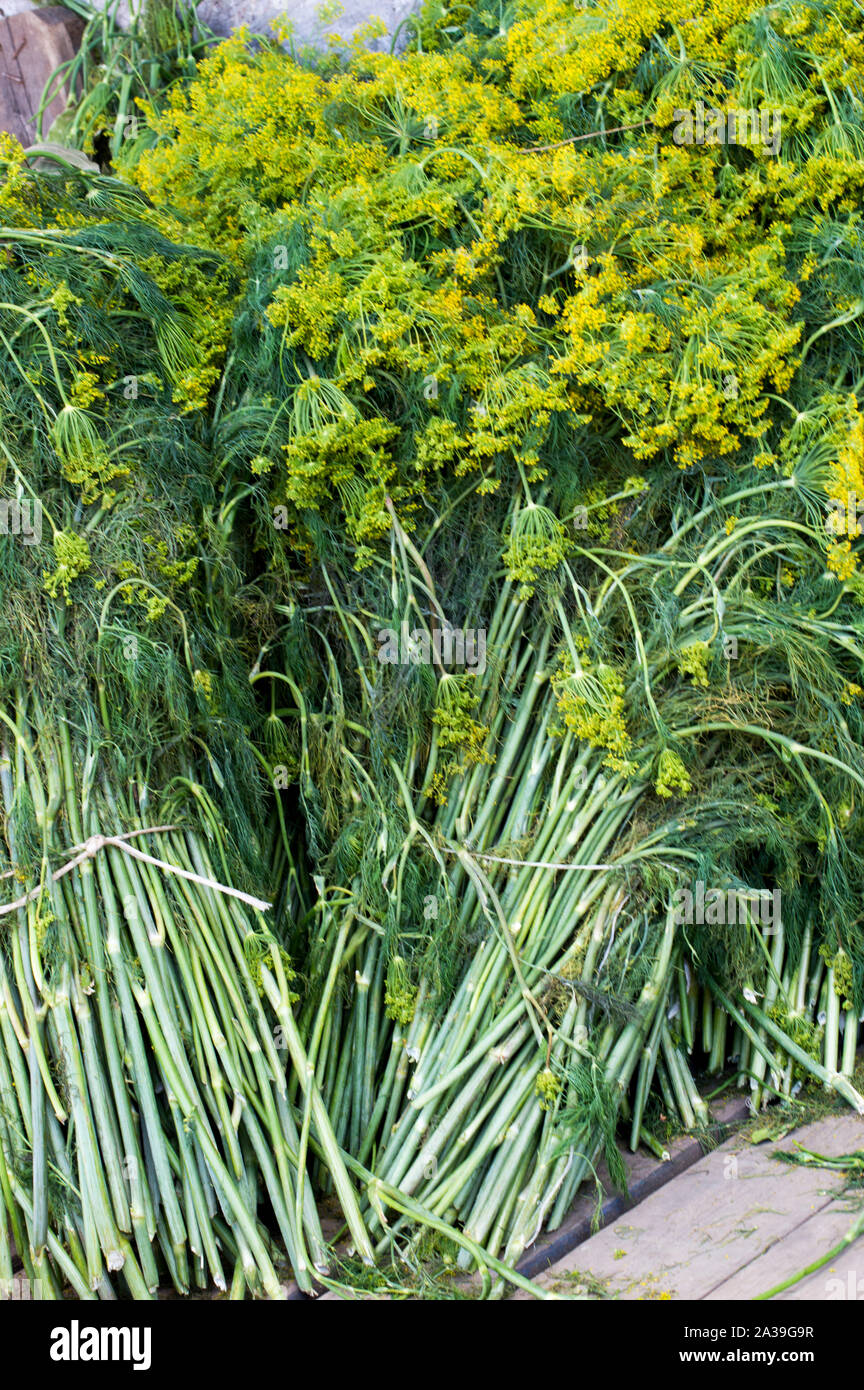Wild onions hi-res stock photography and images - Alamy