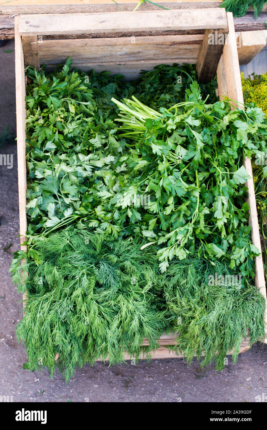 Wild onions hi-res stock photography and images - Alamy