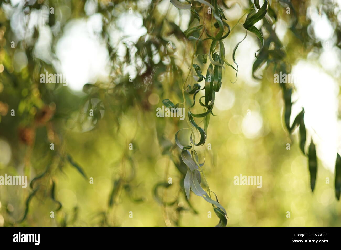 Curly willow branches hi-res stock photography and images - Alamy