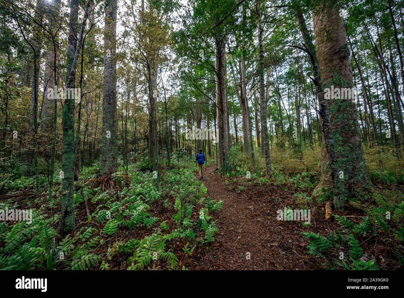 Young man walks on trail through Kauri Forest, Kauri Bushmans Memorial ...
