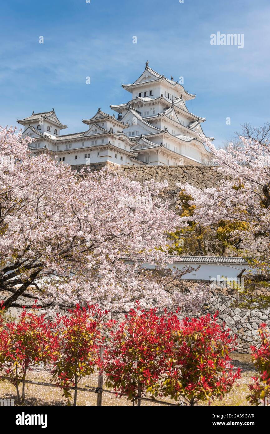 Blossoming cherry trees, Japanese cherry blossom, Himeji Castle, Himeji ...