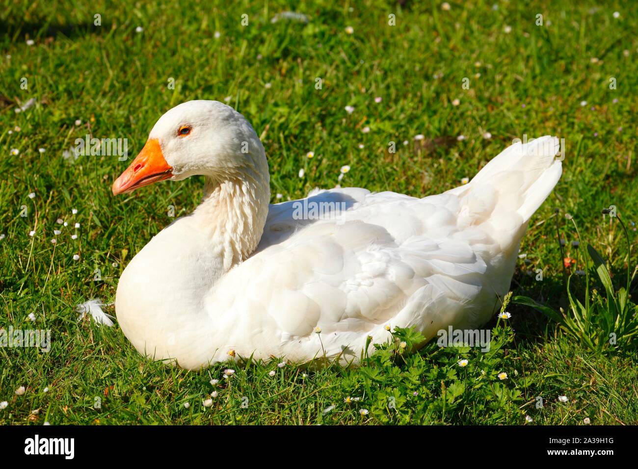 Goose house hi-res stock photography and images - Alamy