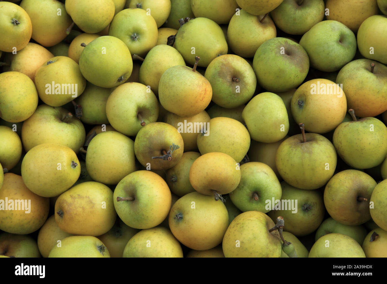 Pitmaston pineapple apples hi-res stock photography and images - Alamy