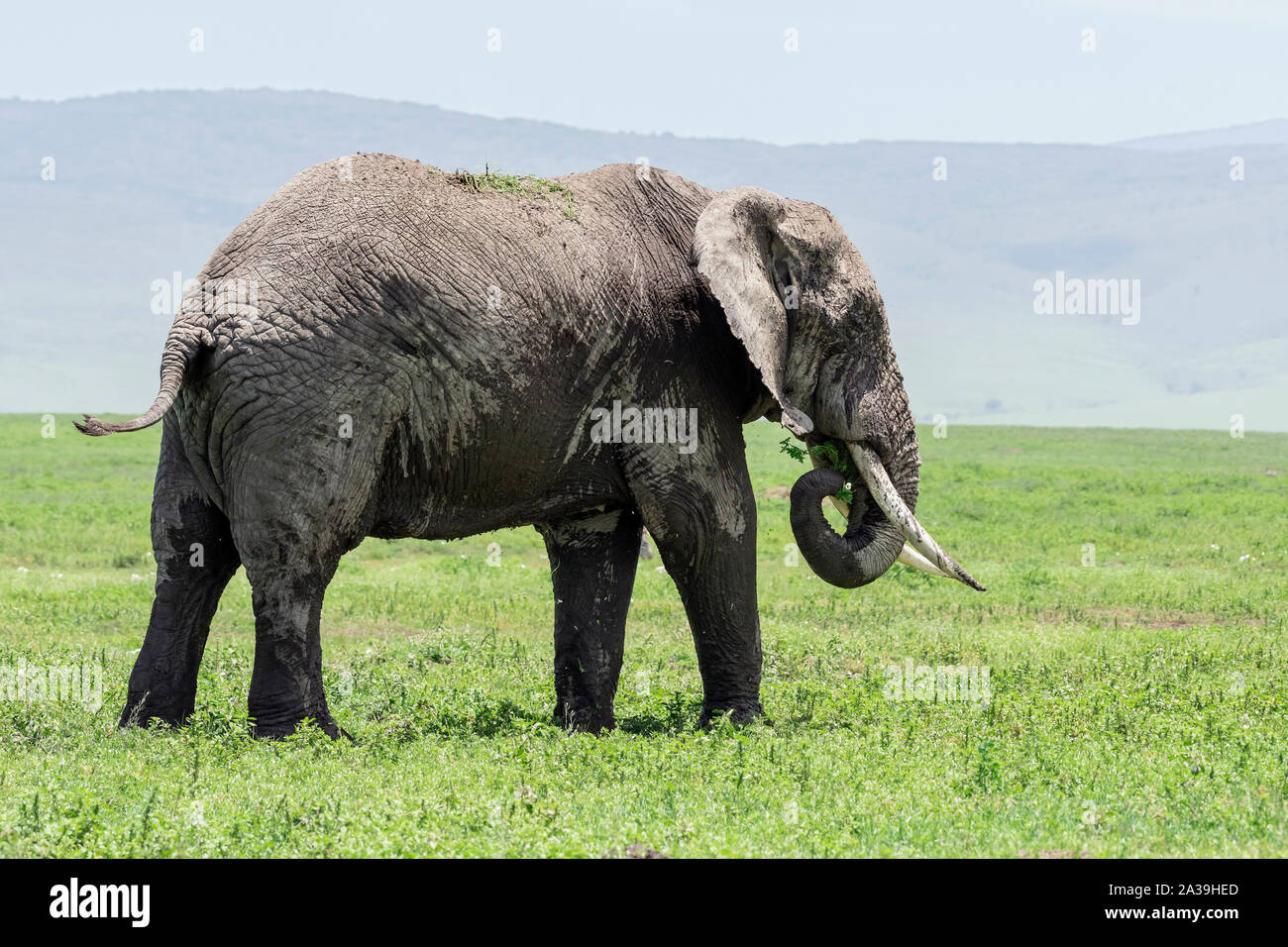 Muddy elephant eating a trunk full of leaves and a white flower, blown ...