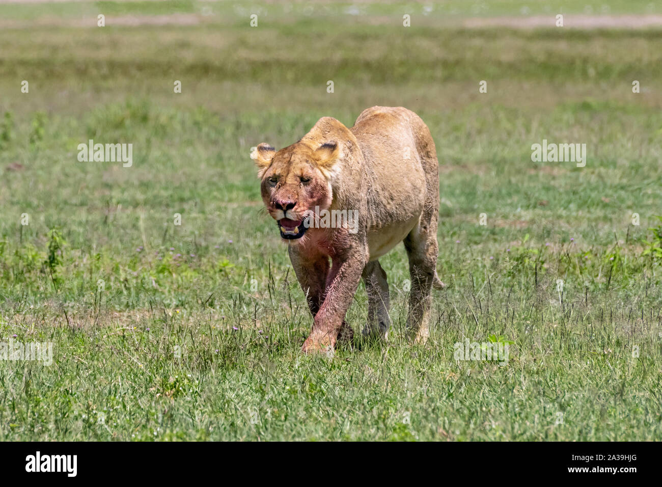 Bloody lioness stuffed from feasting on a zebra kill, Ngorongoro Crater ...
