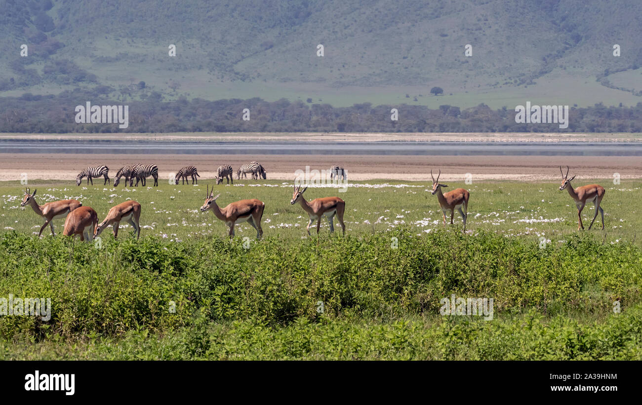 Spring in Ngorongoro with impala and zebras, Ngorongoro Crater ...
