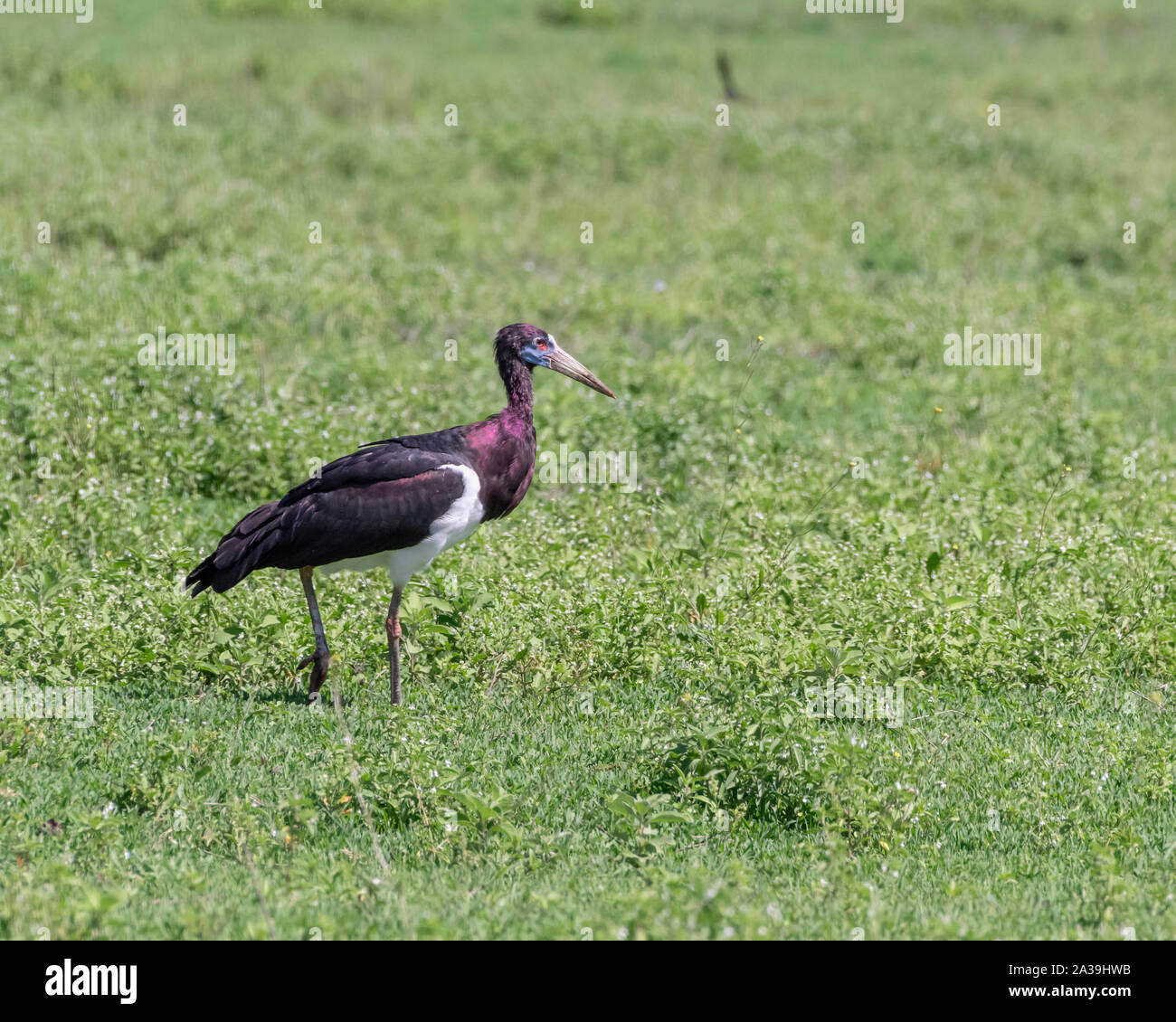 Abdim's stork (Ciconia abdimii, aka white-bellied stork) in breeding ...