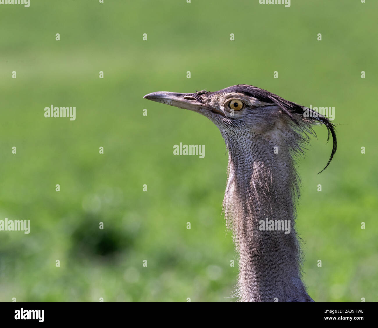 Shot in profile hi-res stock photography and images - Alamy