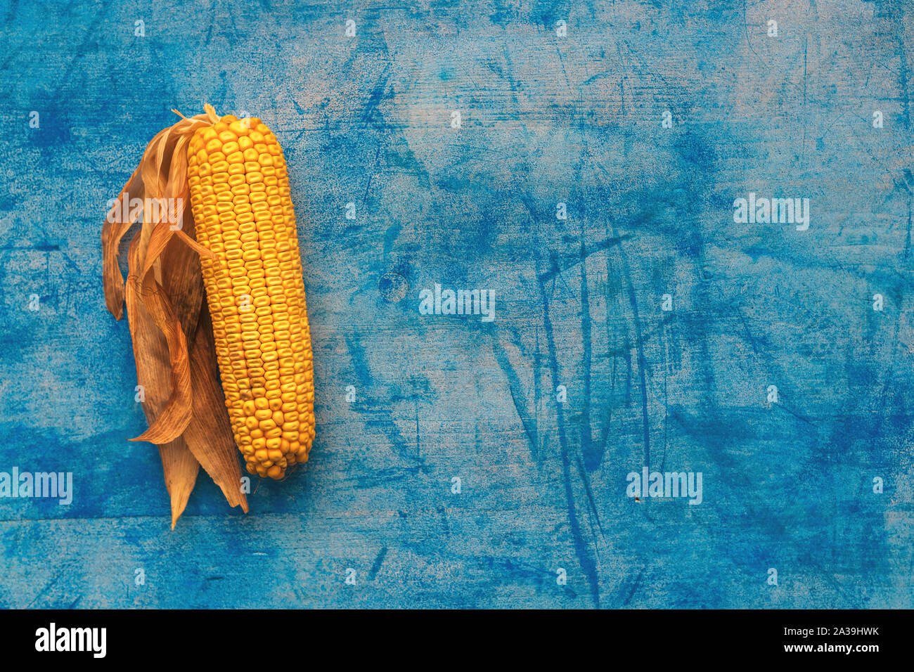 Harvested corn on the cob on grunge blue background as copy space Stock ...