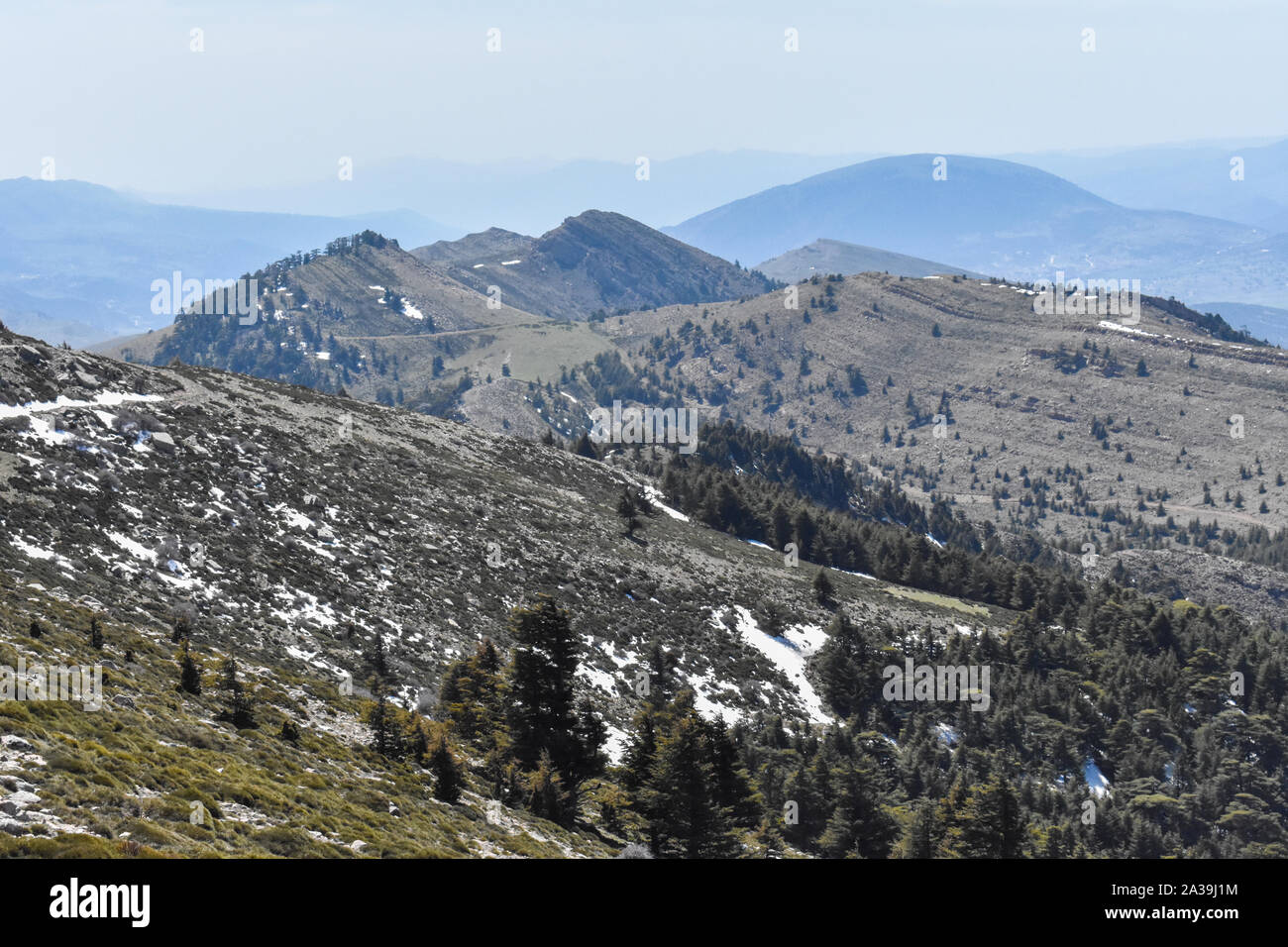 Atlas Cedar Forest in Mount Chelia in the Aures mountains in Algeria ...