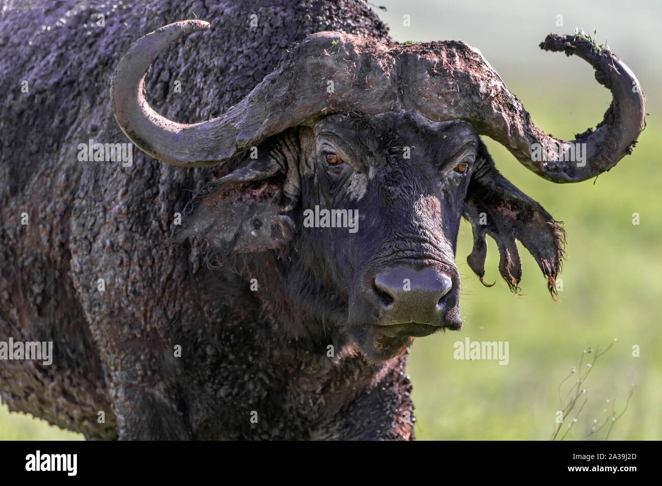 Large muddy old male Cape buffalo with torn ear, Ngorongoro caldera ...