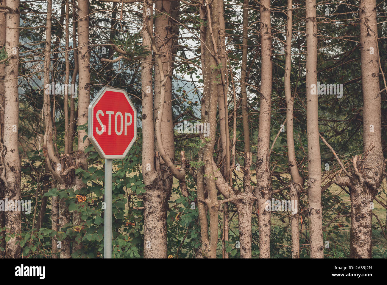 Stop sign in countryside with tall pine trees in background Stock Photo ...