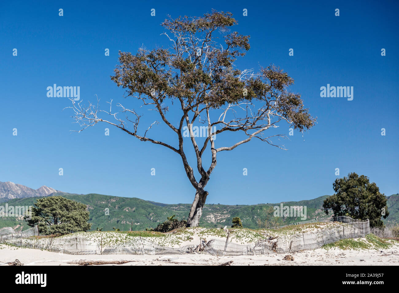 beach tree, California Stock Photo - Alamy