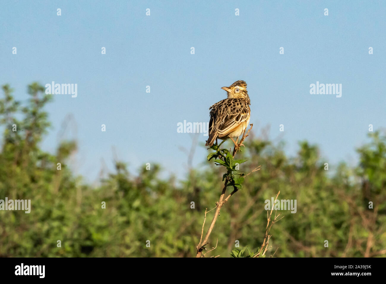 Short rains hi-res stock photography and images - Alamy