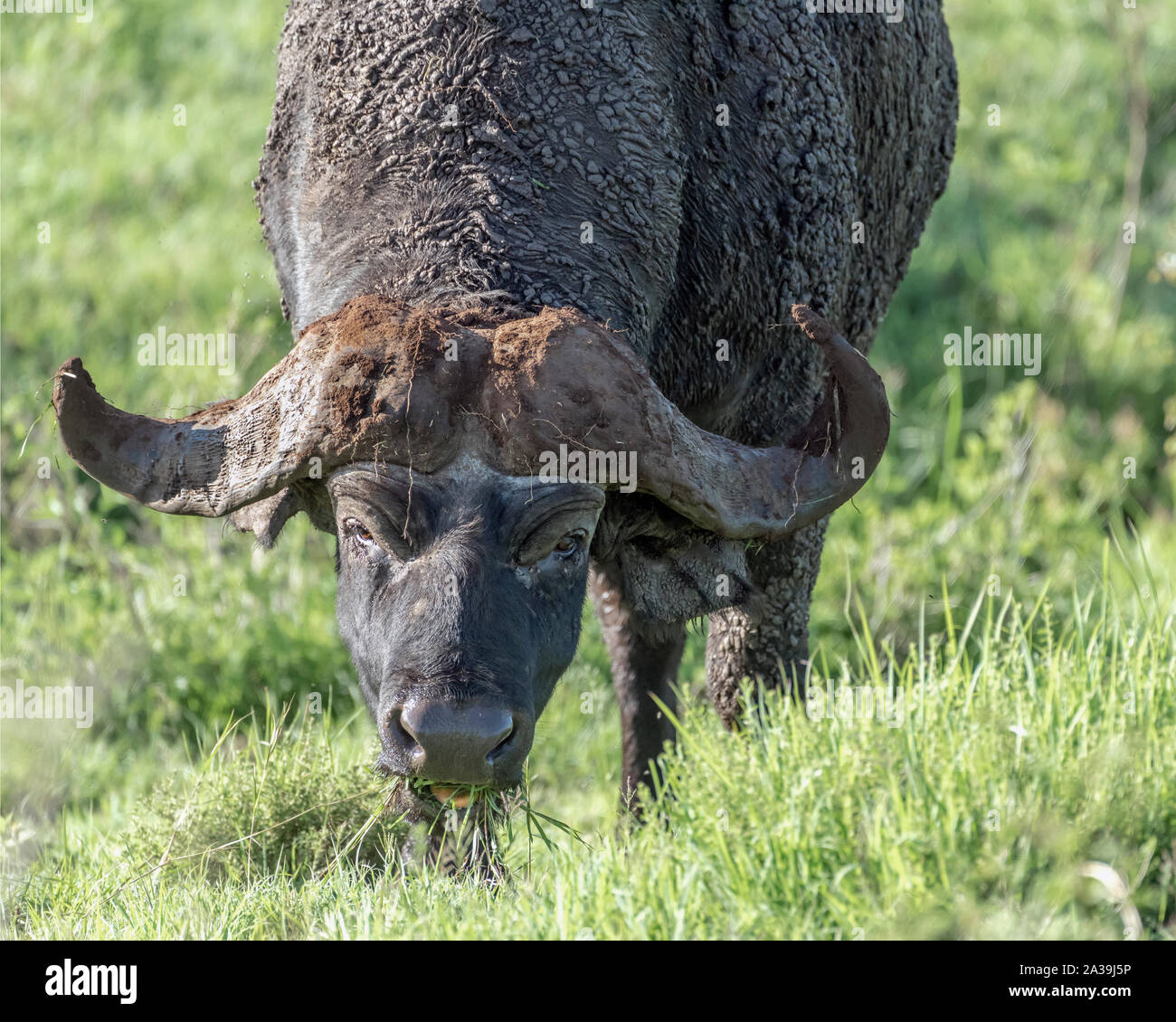 Portrait of a muddy Cape Buffalo with a mouthful of fresh grass ...