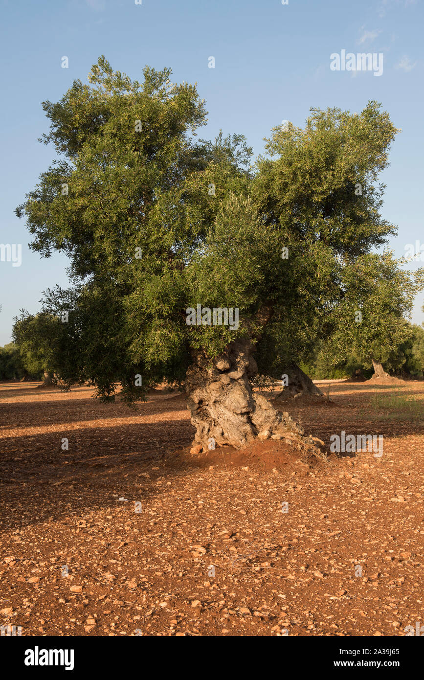 An ancient Olive tree near Ostuni in Puglia, Italy Stock Photo - Alamy