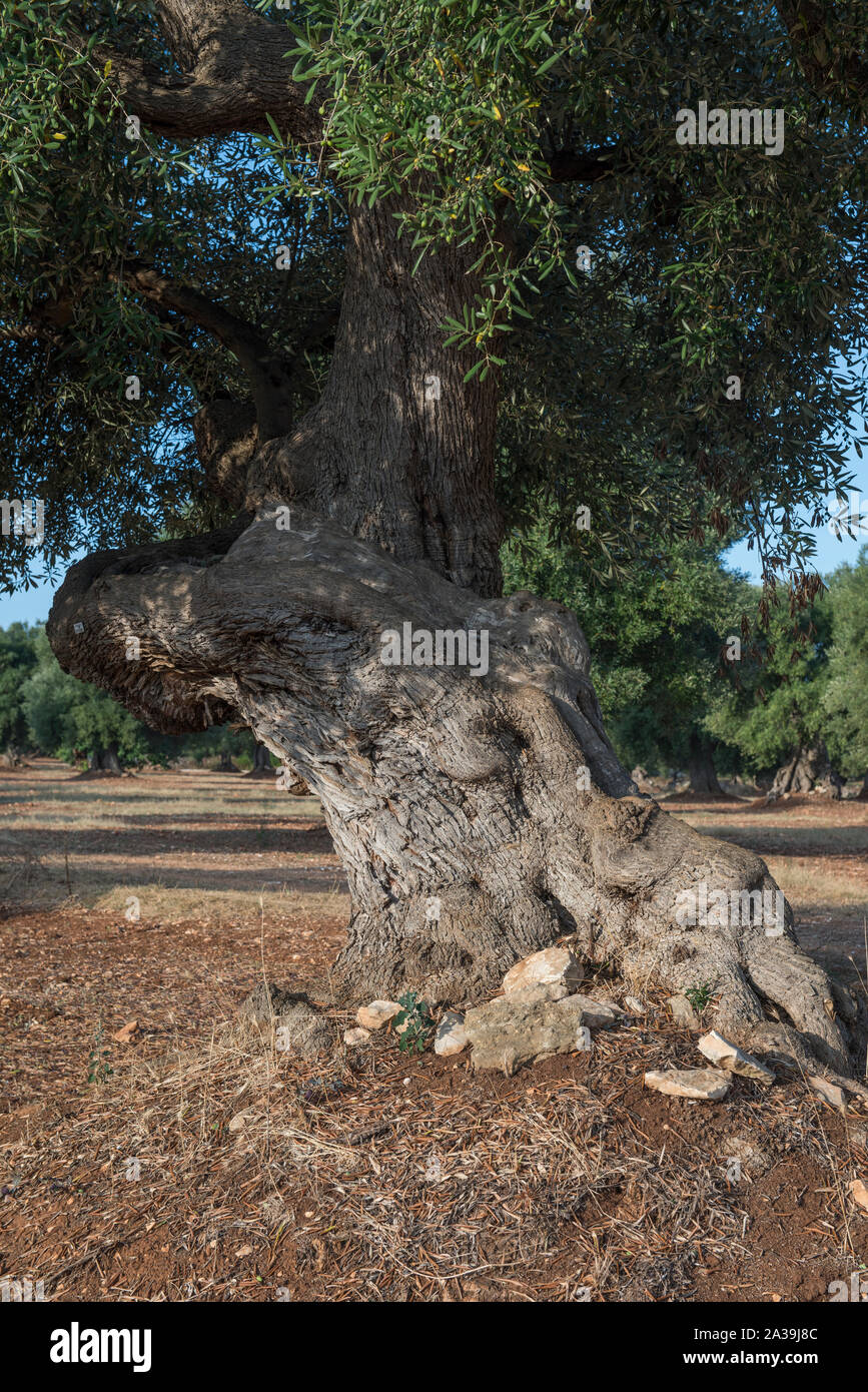 An ancient Olive tree near Ostuni in Puglia, Italy Stock Photo - Alamy