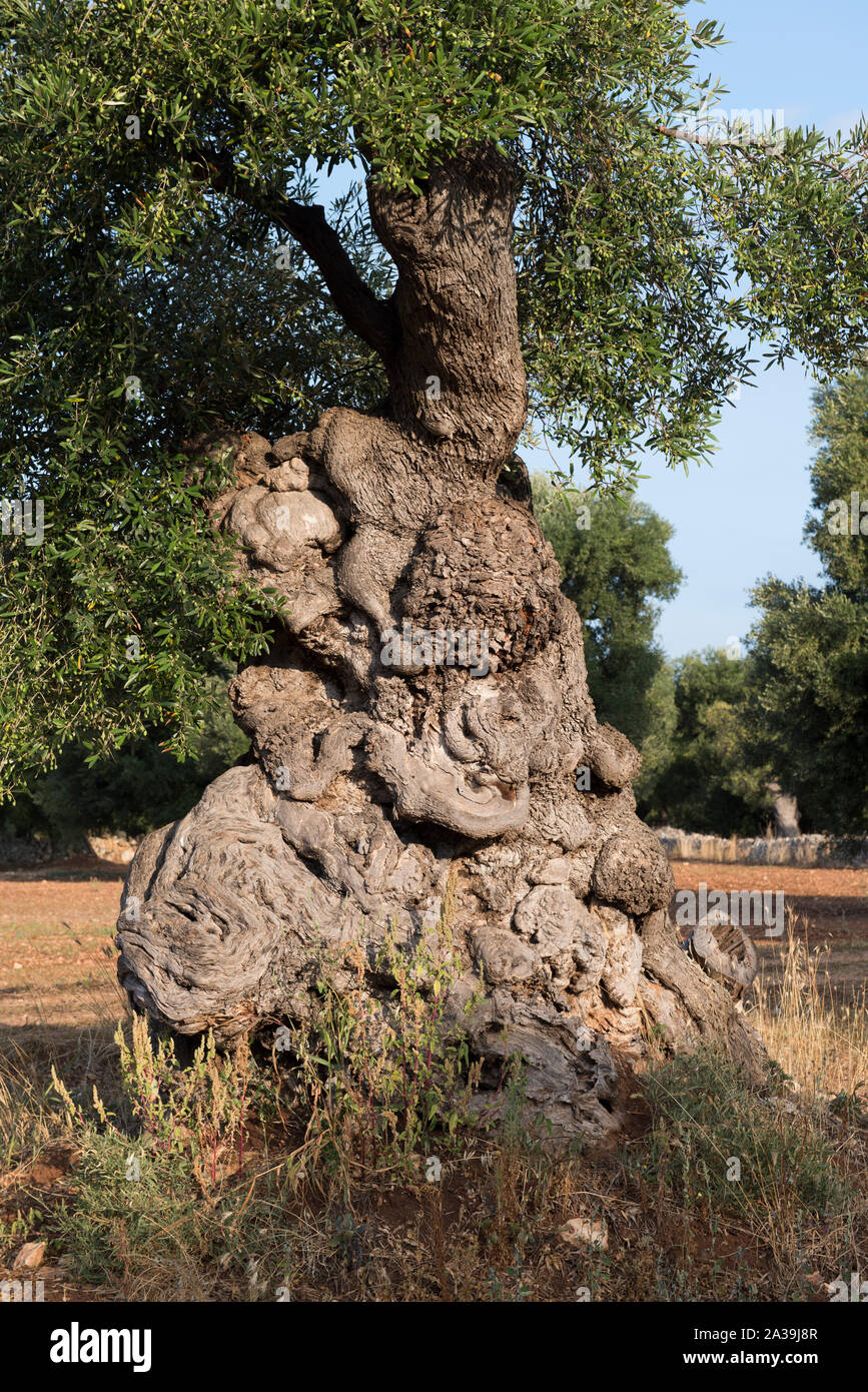 An ancient Olive tree near Ostuni in Puglia, Italy Stock Photo - Alamy