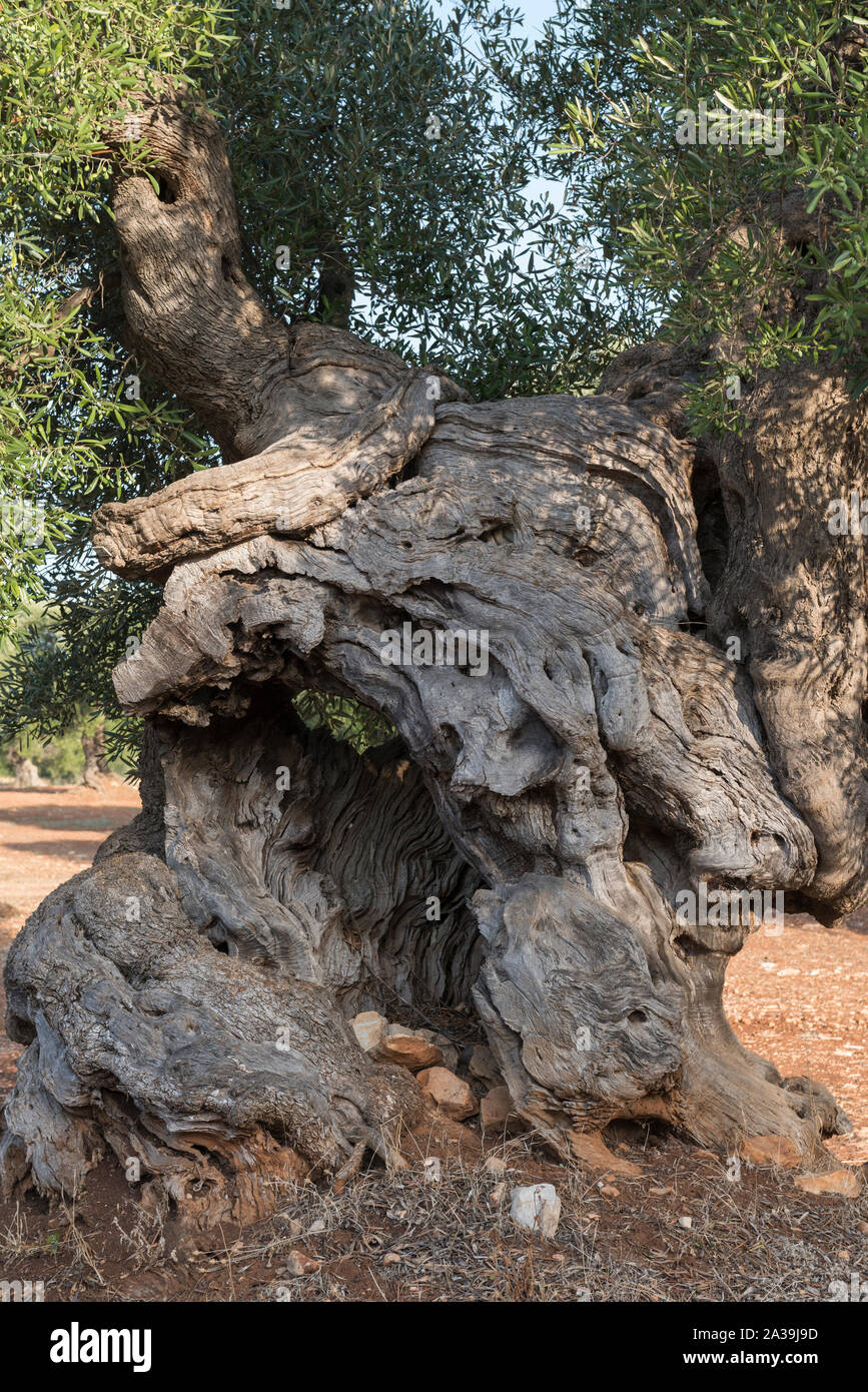 An ancient Olive tree near Ostuni in Puglia, Italy Stock Photo - Alamy