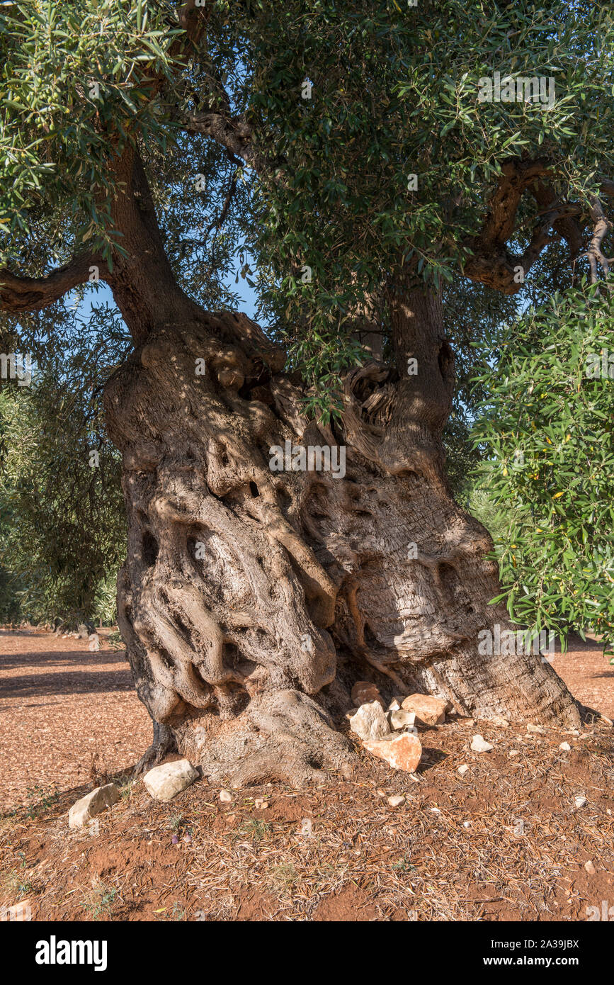 An ancient Olive tree near Ostuni in Puglia, Italy Stock Photo - Alamy