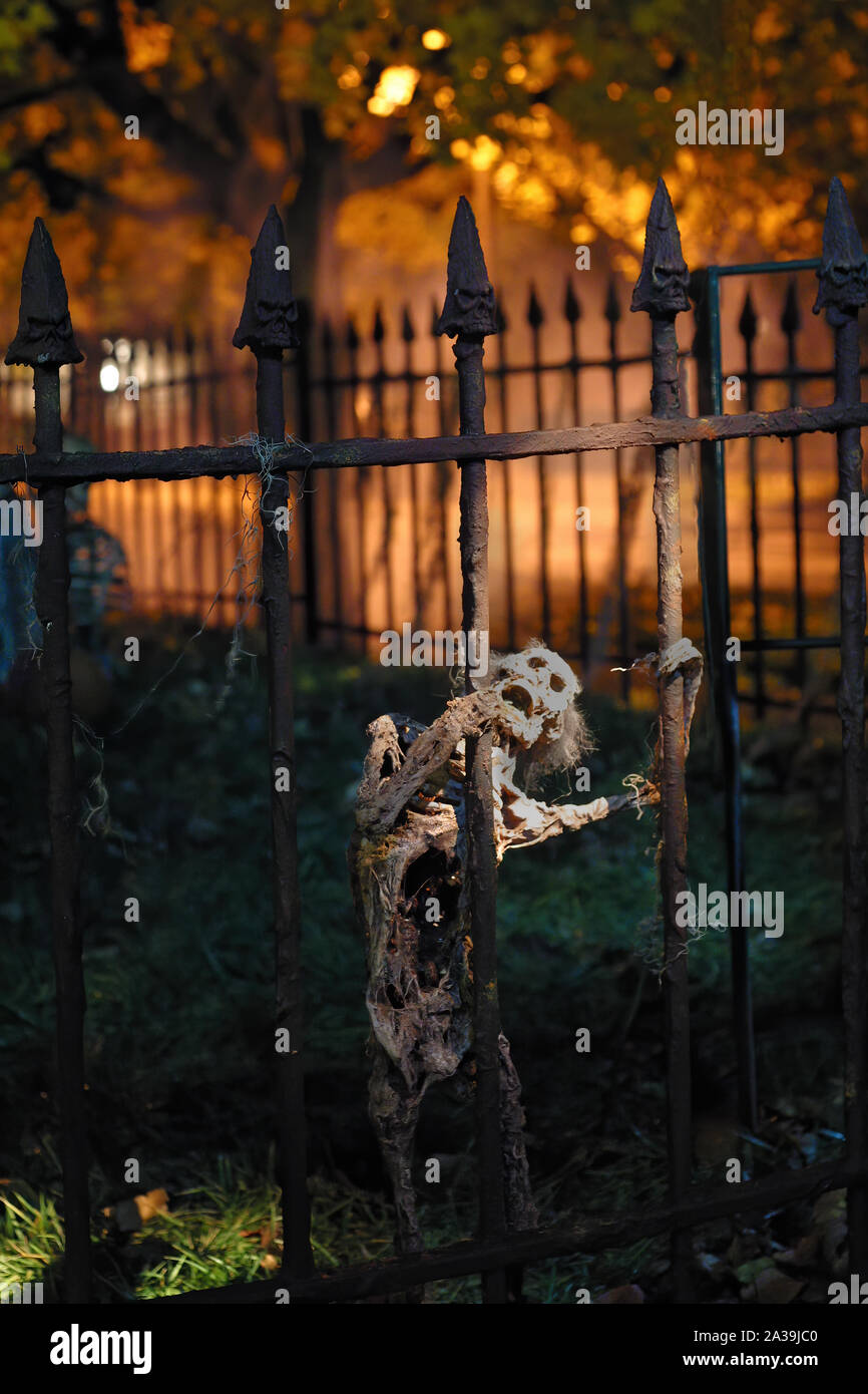 A spooky skeleton lit by a spot light screams in anguish on Halloween ...