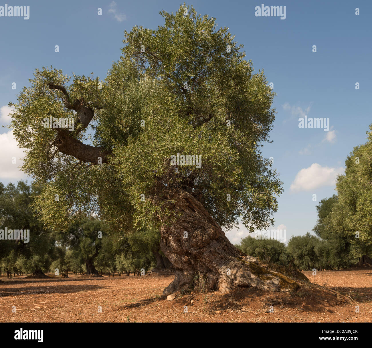An ancient Olive tree near Ostuni in Puglia, Italy Stock Photo - Alamy