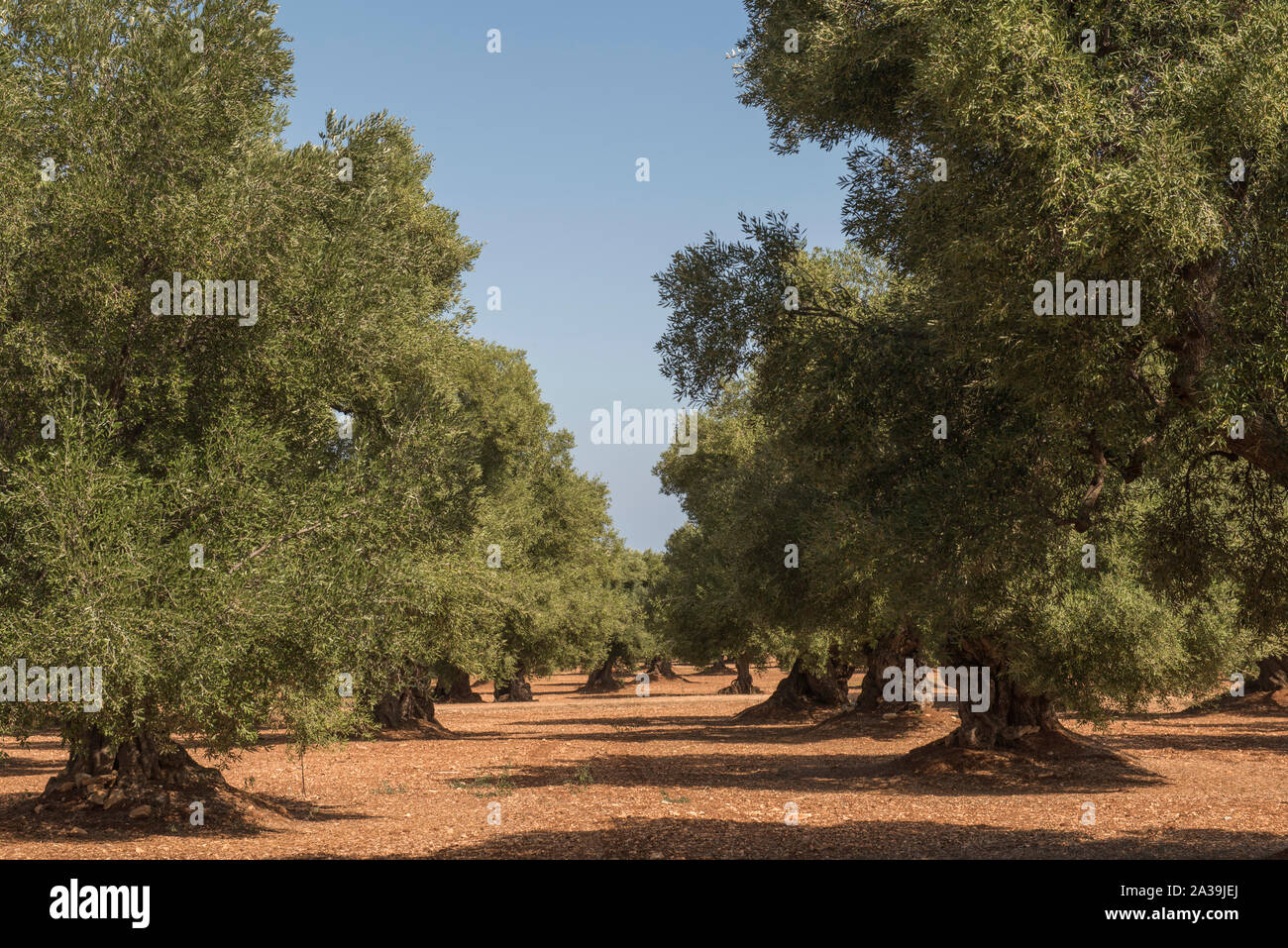 Ancient Olive trees near Ostuni in Puglia, Italy Stock Photo - Alamy