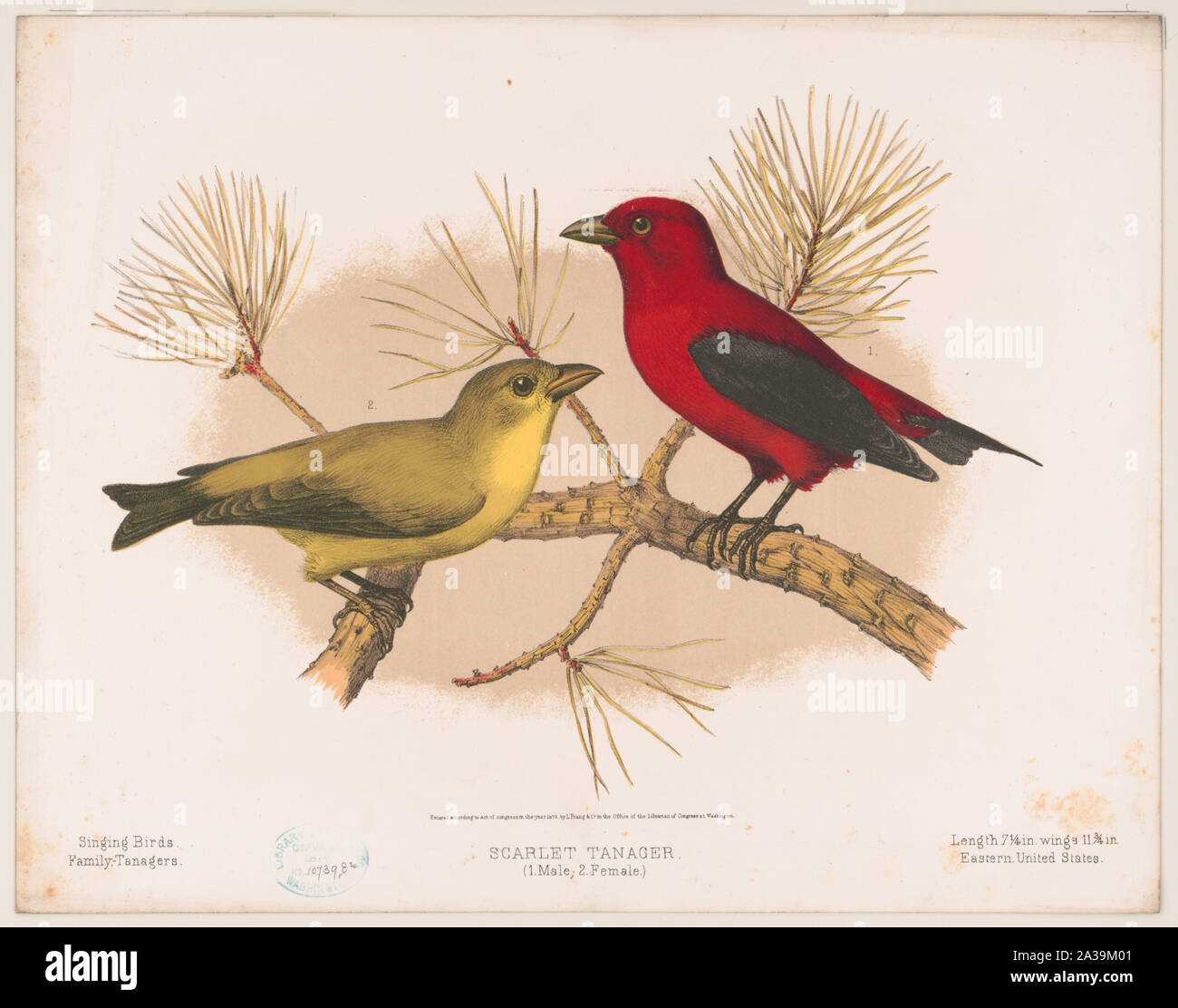 Scarlet tanager. (1. Male; 2. Female Stock Photo - Alamy