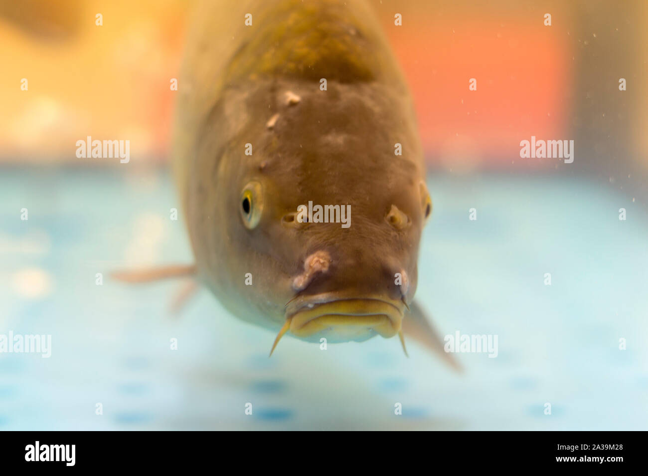 Large scale fish farming hi-res stock photography and images - Alamy