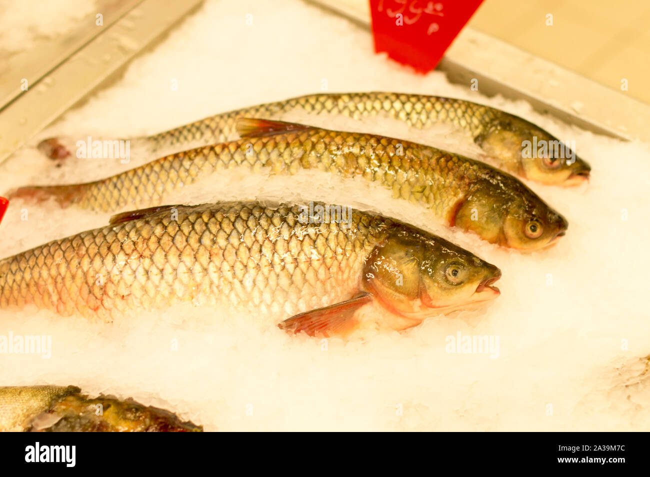 Amur catfish hi-res stock photography and images - Alamy