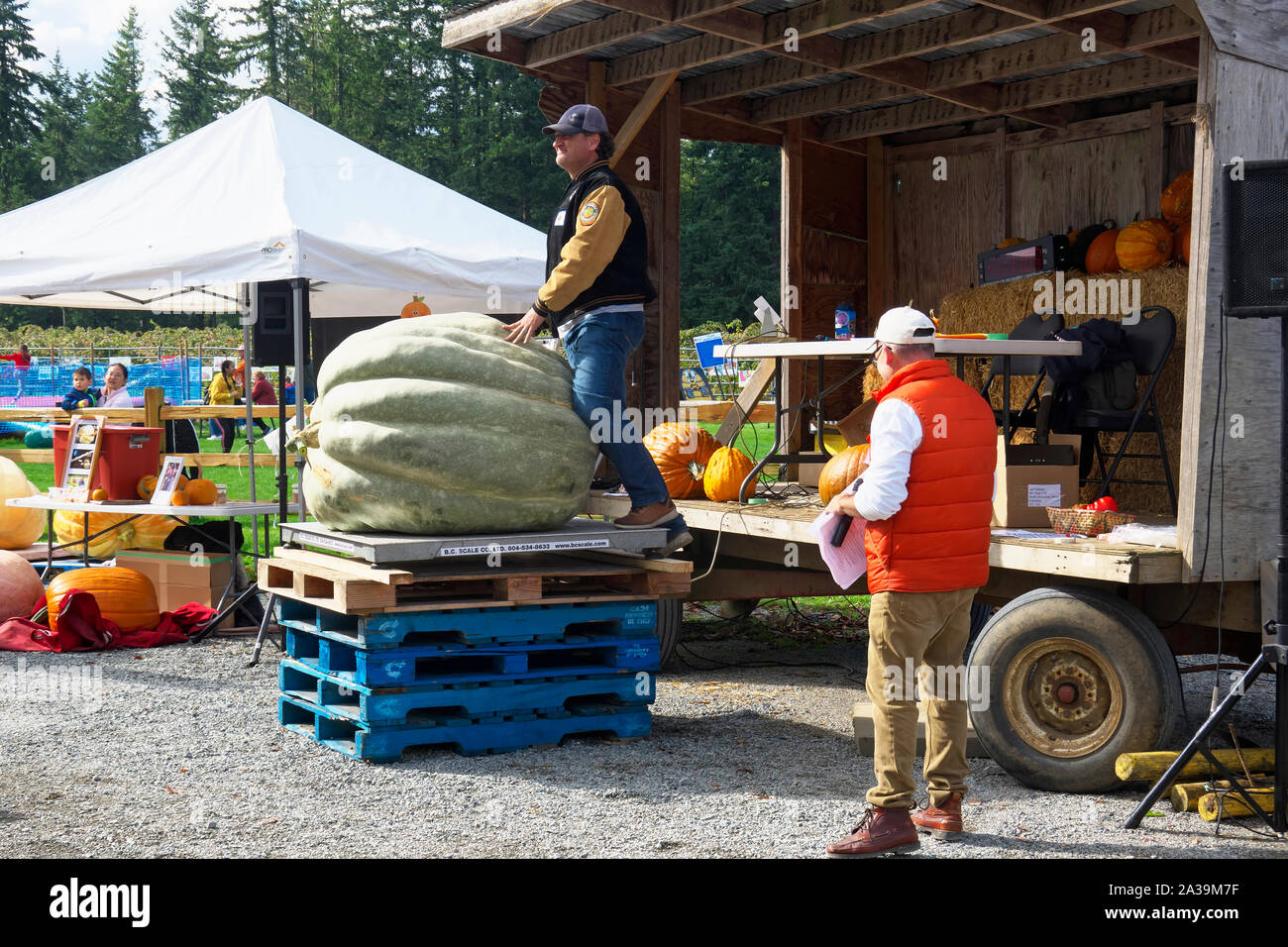 Giant Pumpkin Weigh-off, Langley, B. C., Canada. Oct. 5, 2019. Man ...