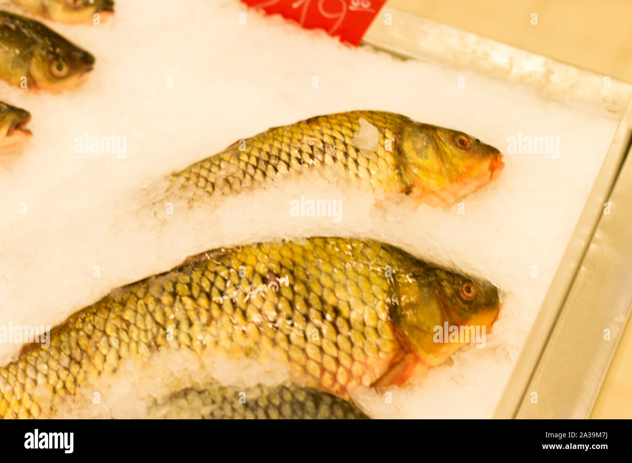 Carp fish hi-res stock photography and images - Alamy