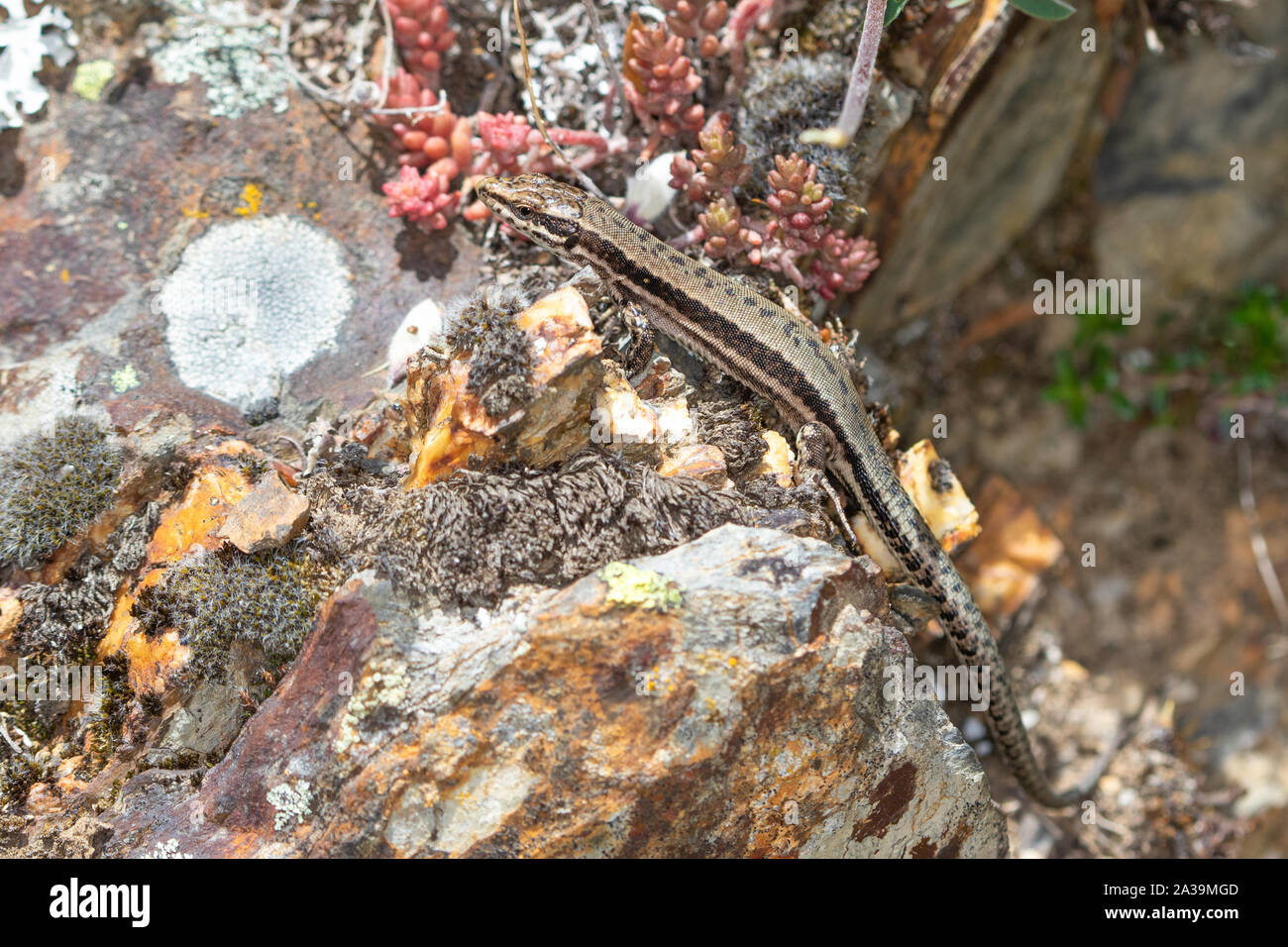 Common Wall Lizard (Podarcis muralis Stock Photo - Alamy