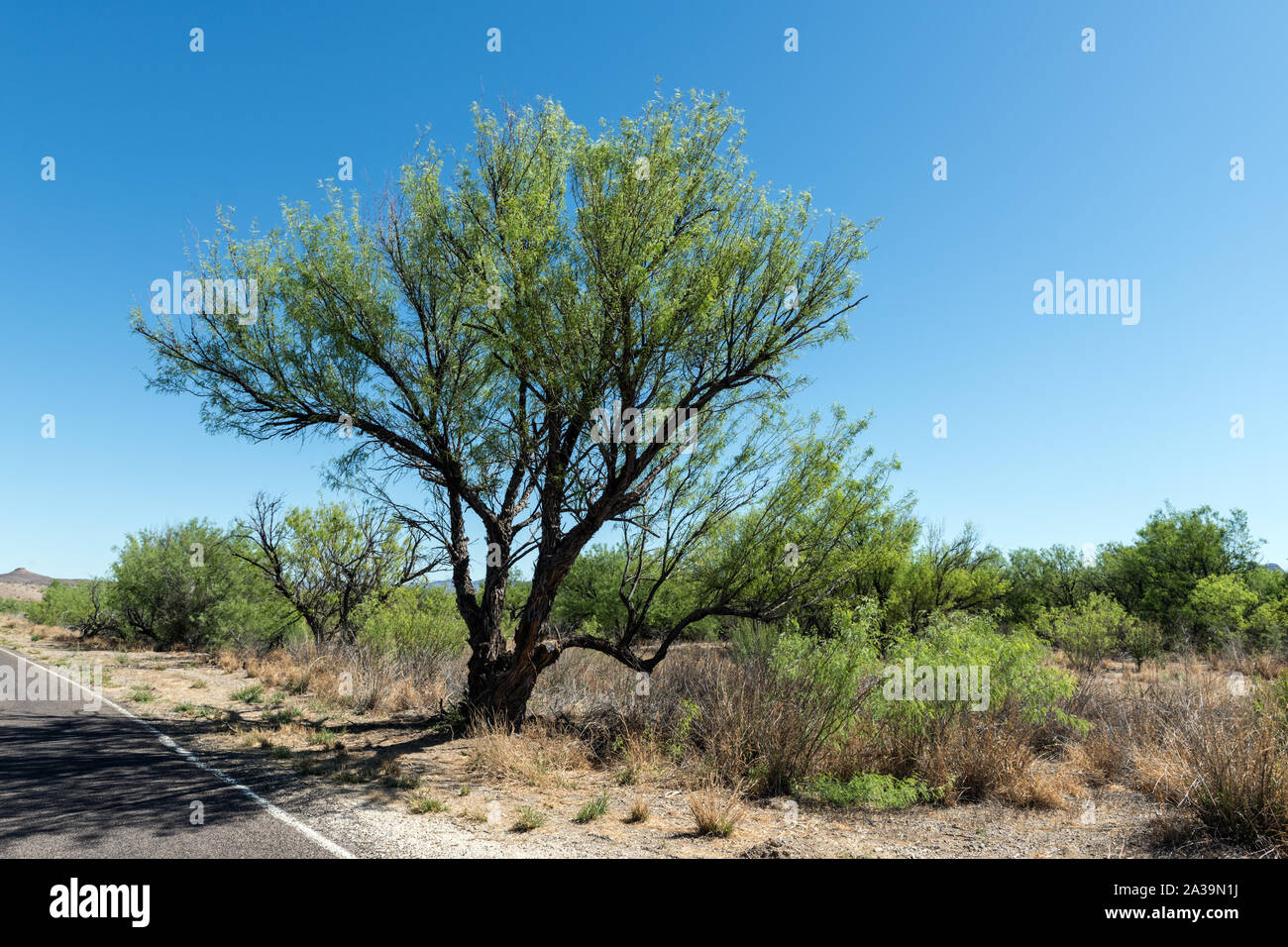 Scene from Big Bend National Park in Brewster County, Texas Stock Photo ...
