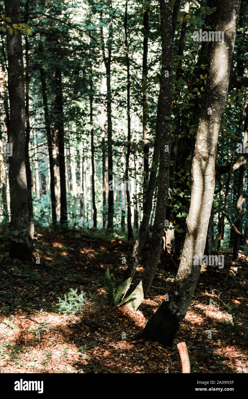 sunshine on trees with green and fresh leaves in woods Stock Photo - Alamy
