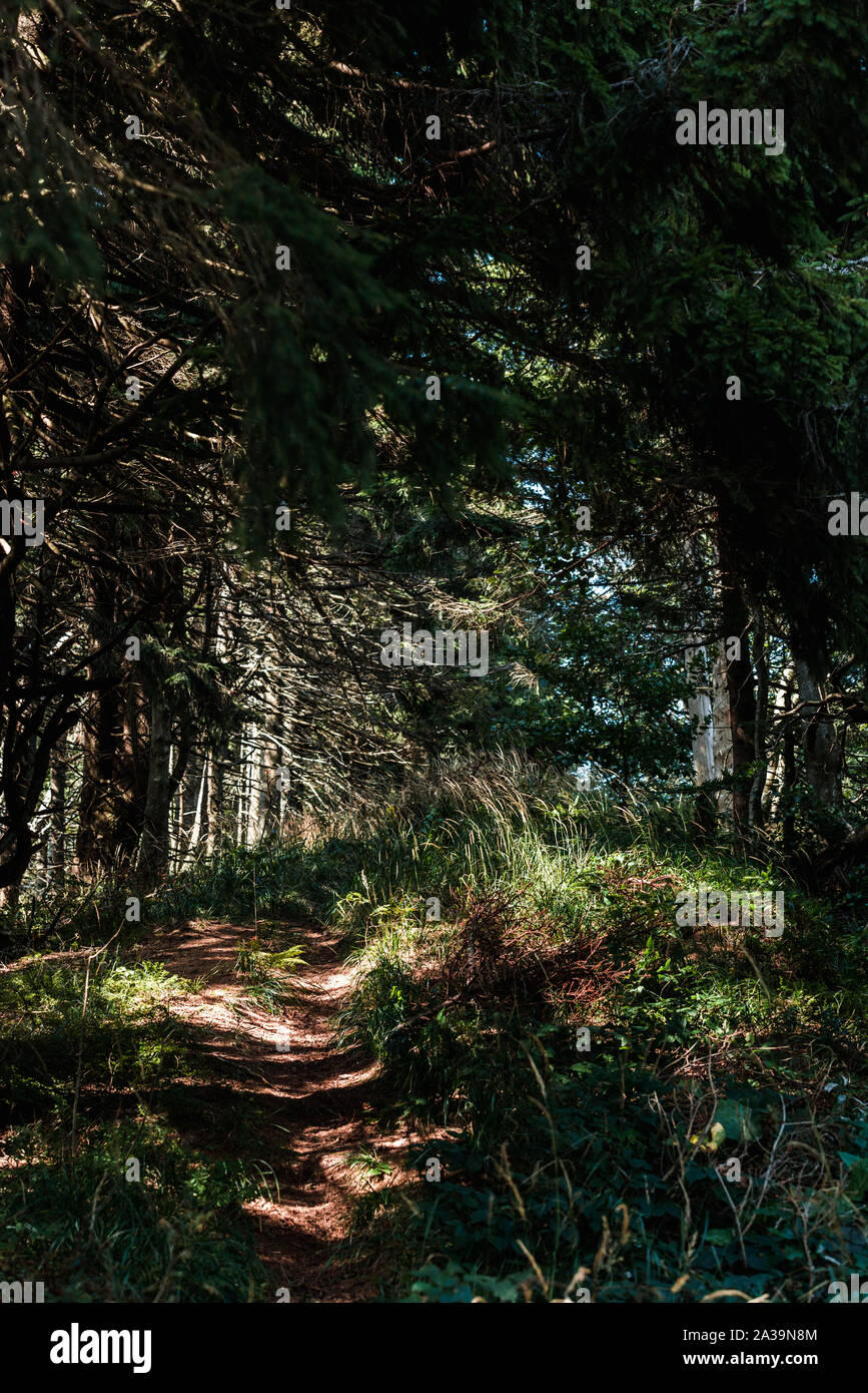 shadows on path near green trees in woods Stock Photo - Alamy
