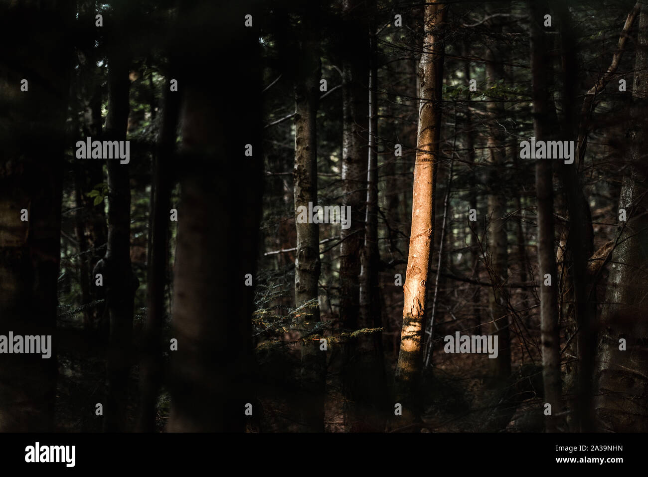 Dark shadows tree trunks hi-res stock photography and images - Alamy