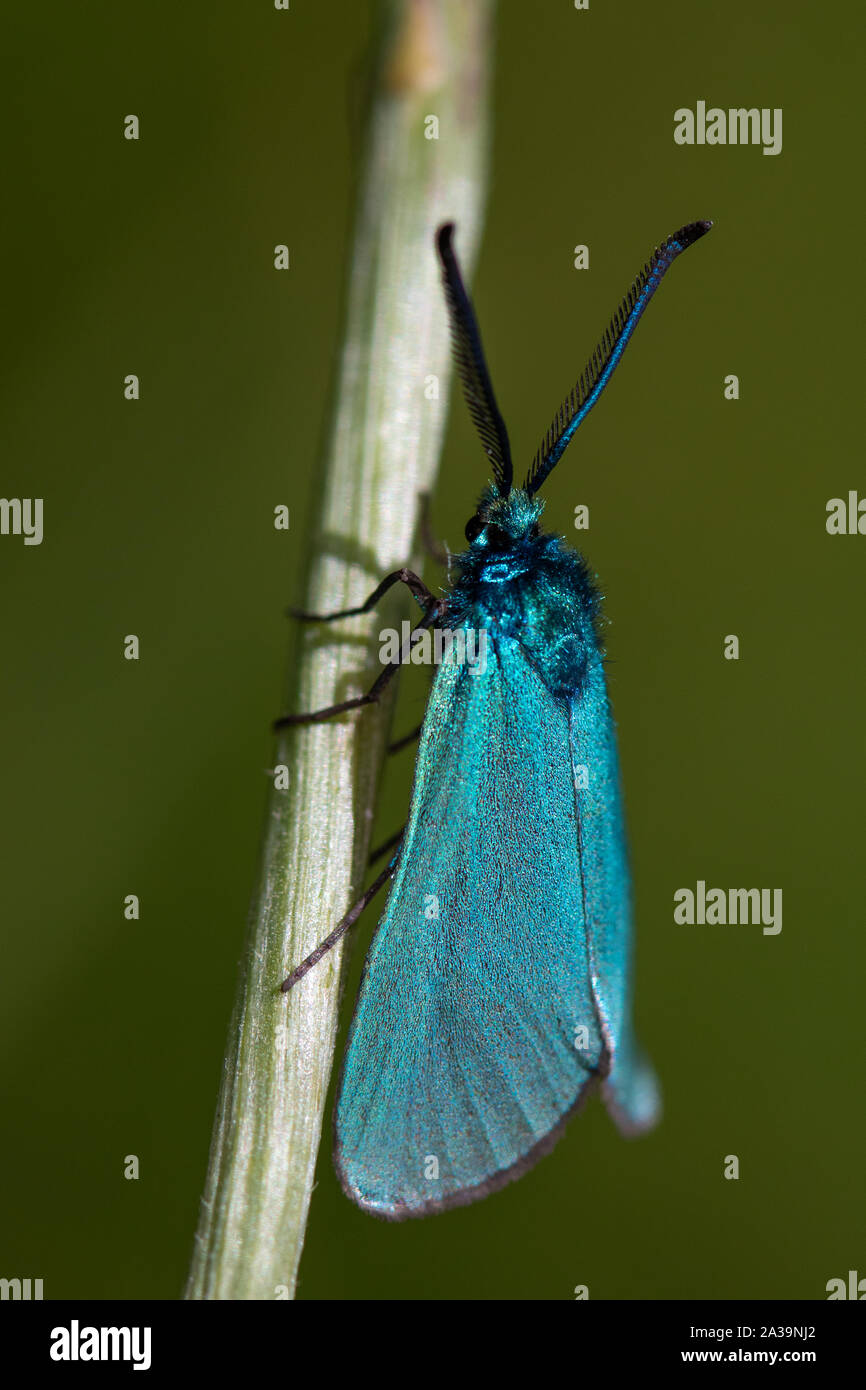 Forester moth hi-res stock photography and images - Alamy